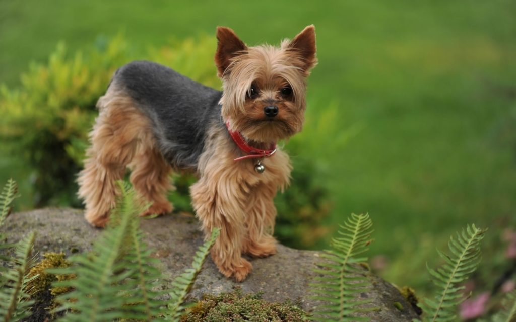 46+ Yorkie Wallpapers for Desktop