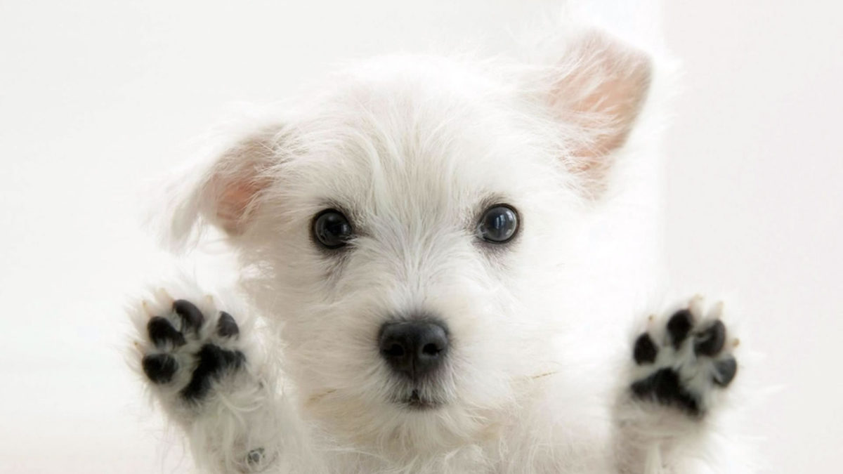 46+ Yorkie Wallpapers for Desktop
