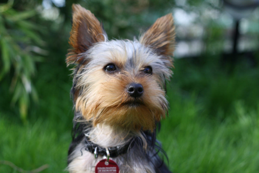 46+ Yorkie Wallpapers for Desktop