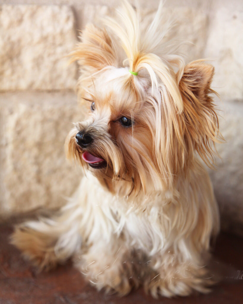 46+ Yorkie Wallpapers for Desktop