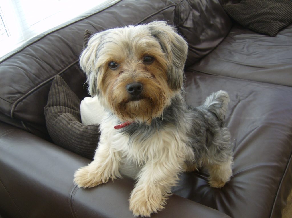 46+ Yorkie Wallpapers for Desktop