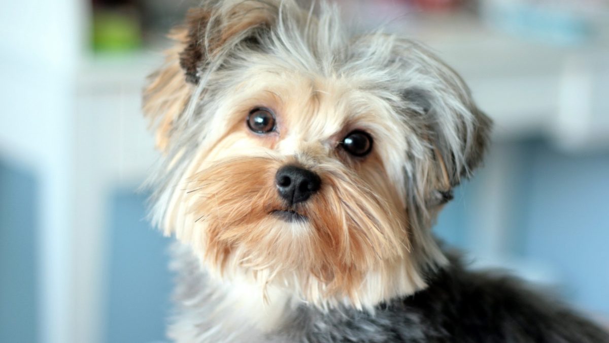 46+ Yorkie Wallpapers for Desktop