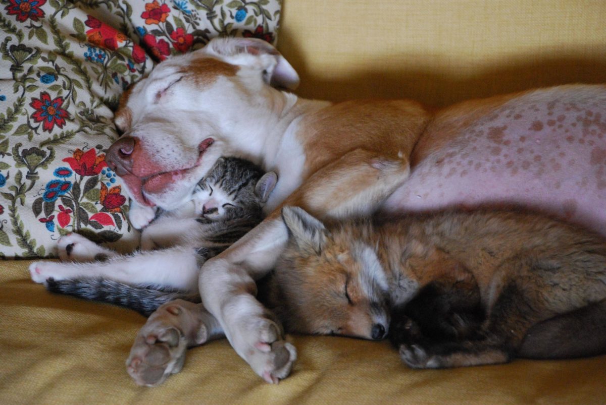 49+ Dog and Cat