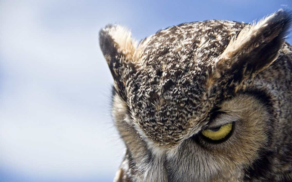 59+ Owl Wallpapers High Resolution
