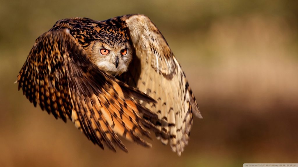 59+ Owl Wallpapers High Resolution
