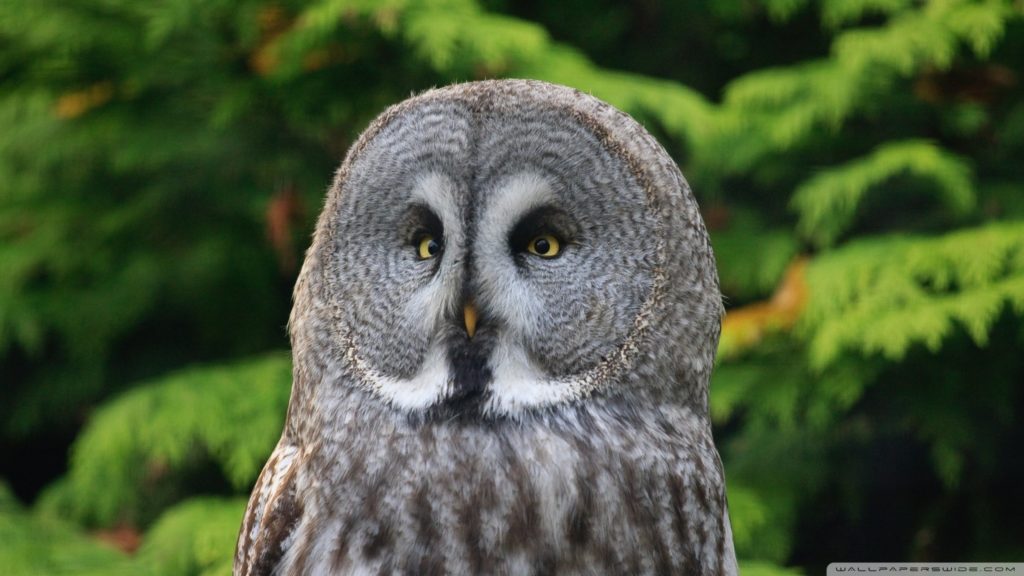 59+ Owl Wallpapers High Resolution