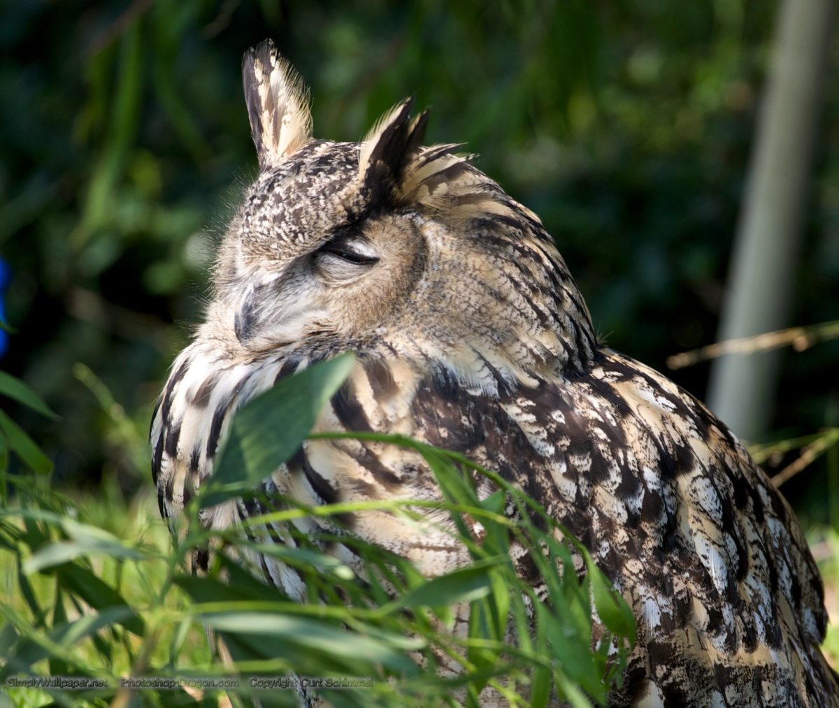 59+ Owl Wallpapers High Resolution