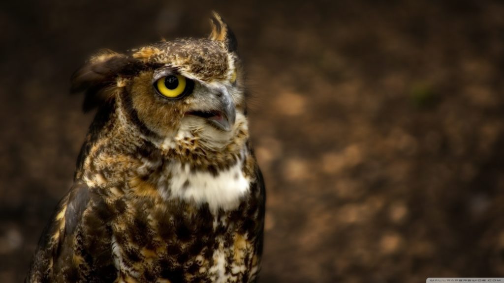 59+ Owl Wallpapers High Resolution