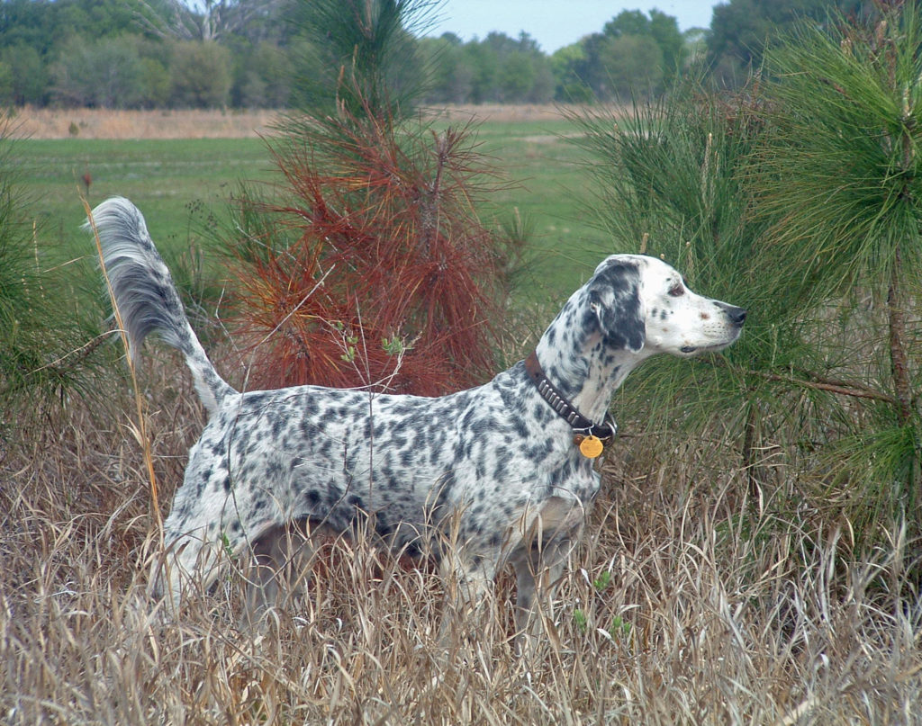 49+ Hunting Dog
