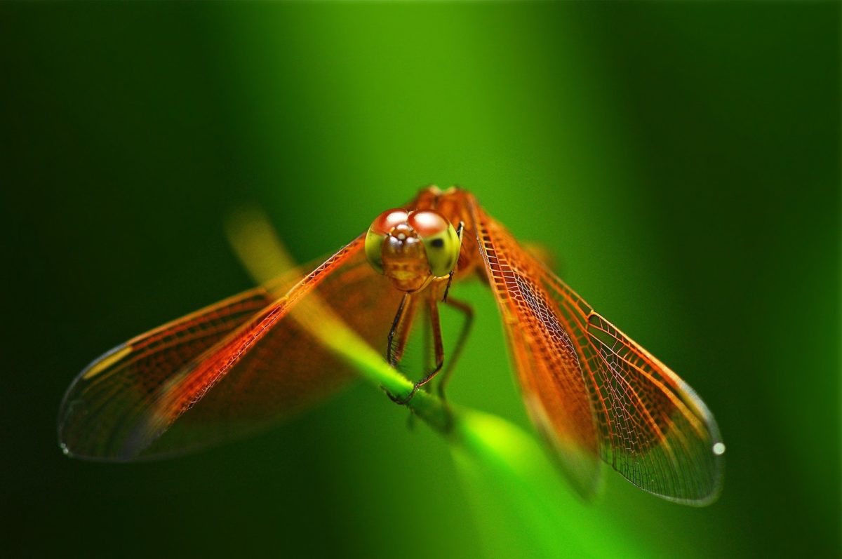 40+ DragonfLy Screensavers and Wallpaper