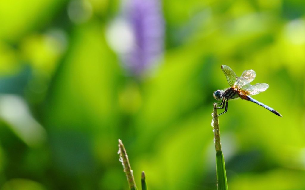 39+ DragonfLy Screensavers and Wallpaper