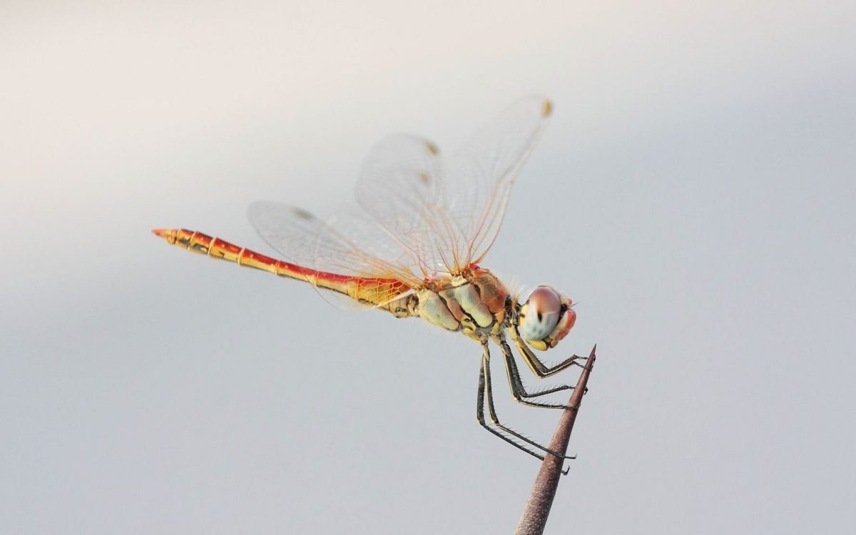 39+ DragonfLy Screensavers and Wallpaper