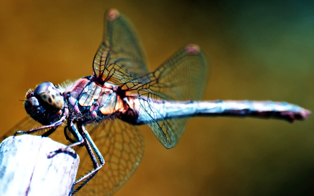 39+ DragonfLy Screensavers and Wallpaper