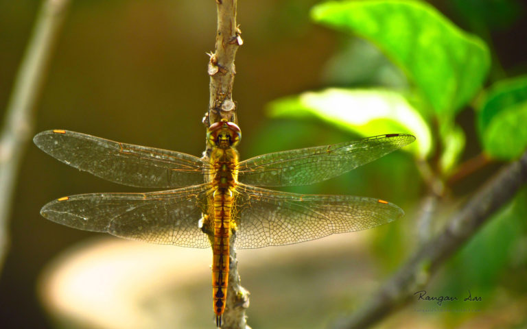 39+ DragonfLy Screensavers and Wallpaper