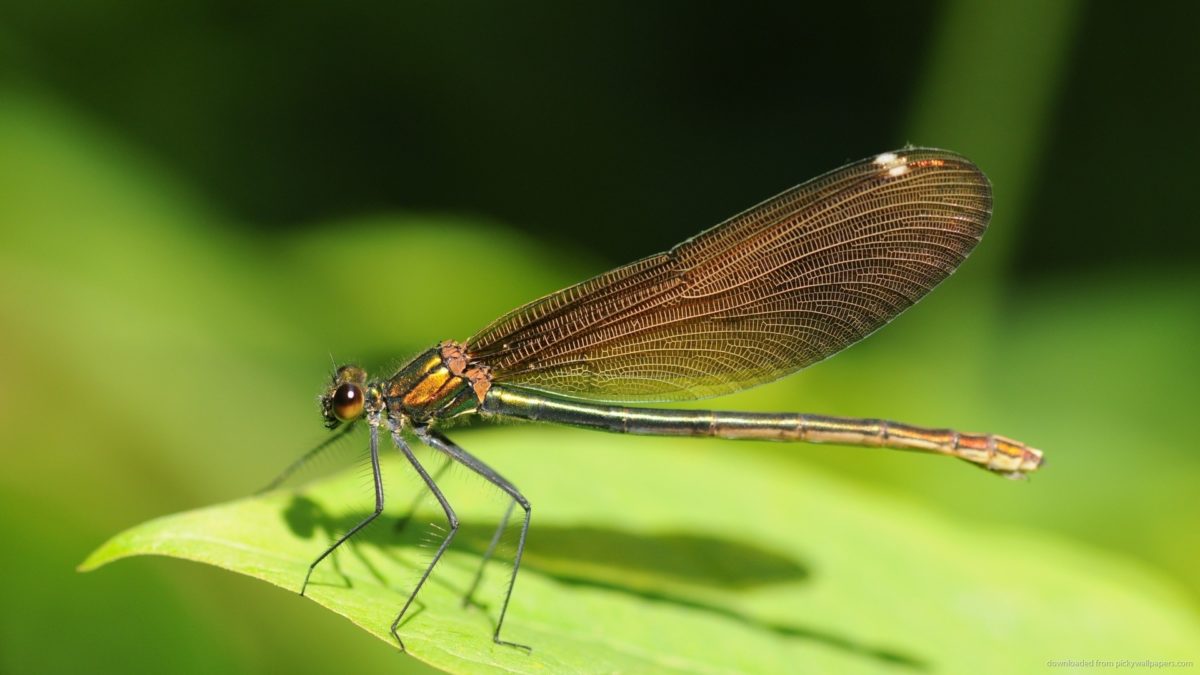 39+ DragonfLy Screensavers and Wallpaper