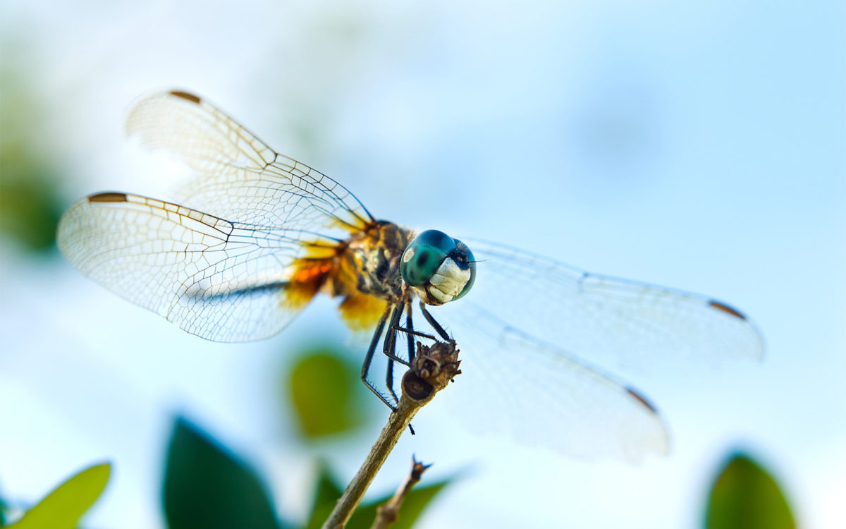 39+ DragonfLy Screensavers and Wallpaper