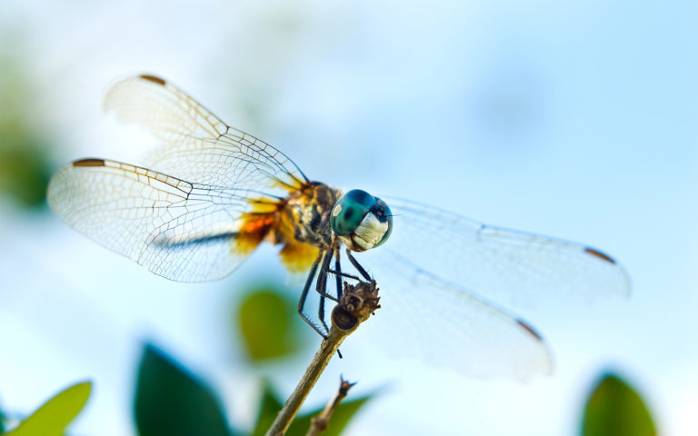 39+ DragonfLy Screensavers and Wallpaper