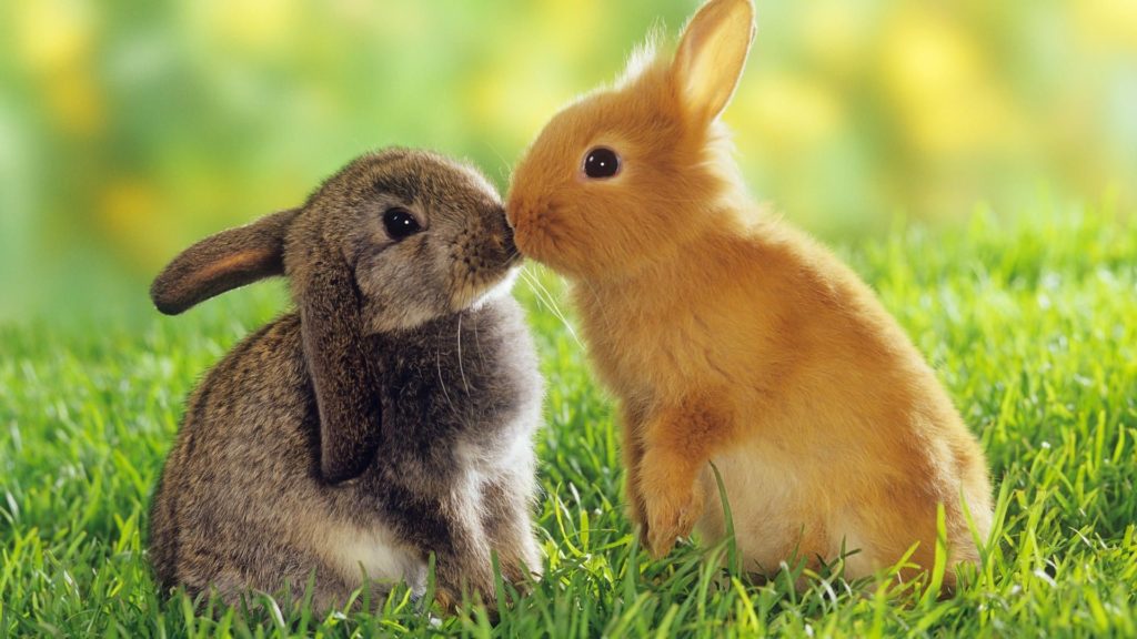 44+ Spring Baby Animals Desktop