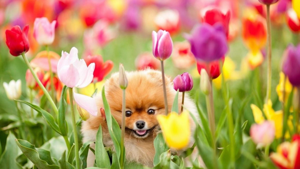44+ Spring Baby Animals Desktop