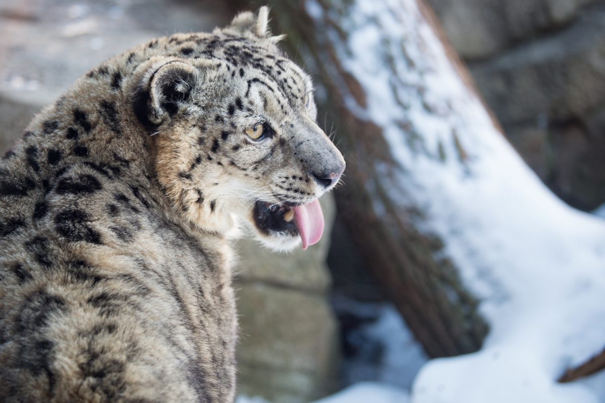 Funny wild animal picture snow leopard sticking out tongue high ...