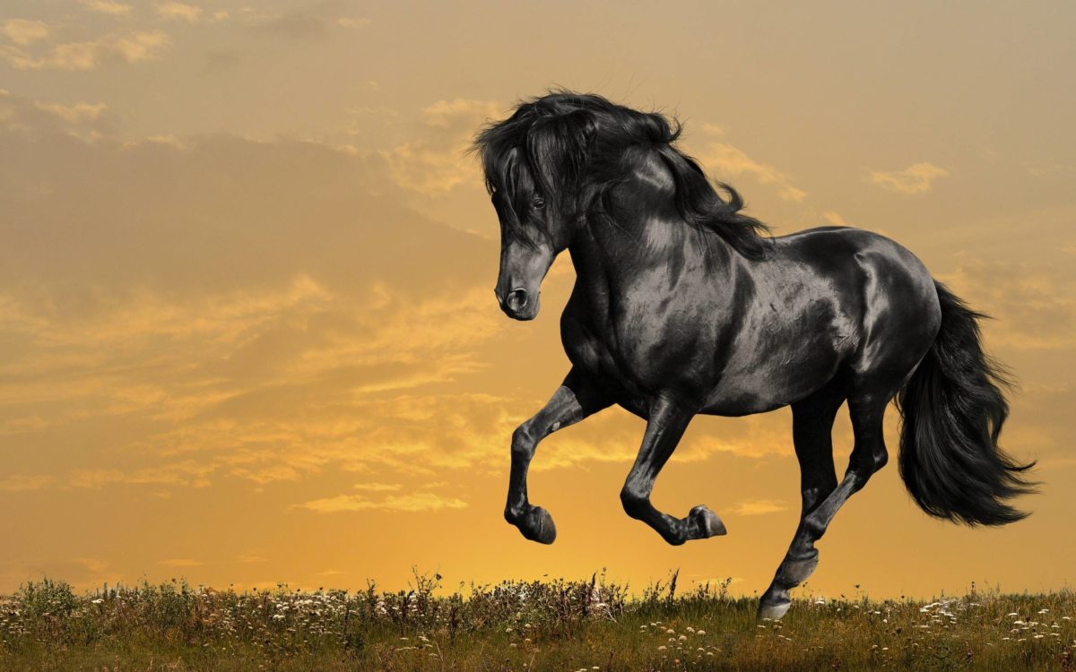 50+ Horse Screensavers and Wallpaper