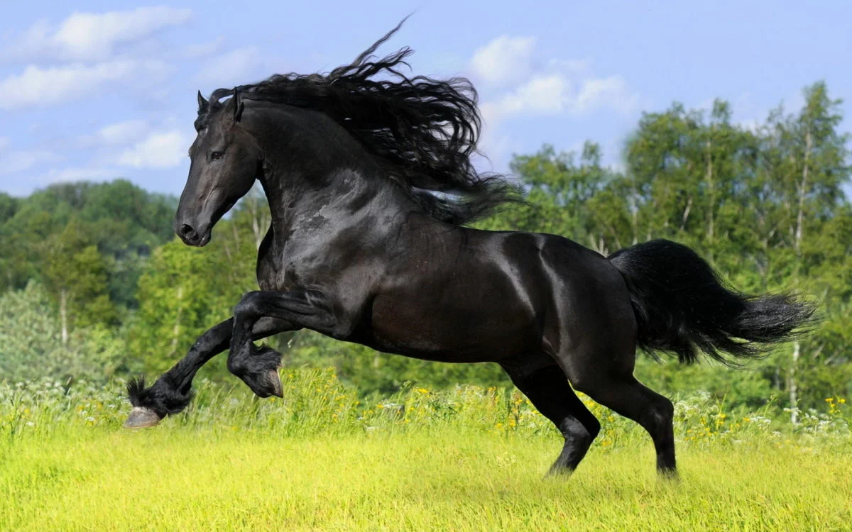 50+ Horse Screensavers and Wallpaper