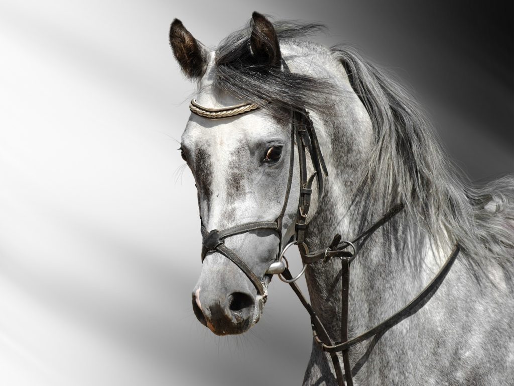 50+ Horse Screensavers and Wallpaper