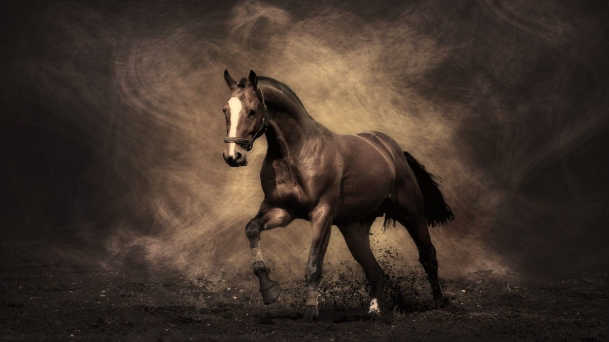 50+ Horse Screensavers and Wallpaper