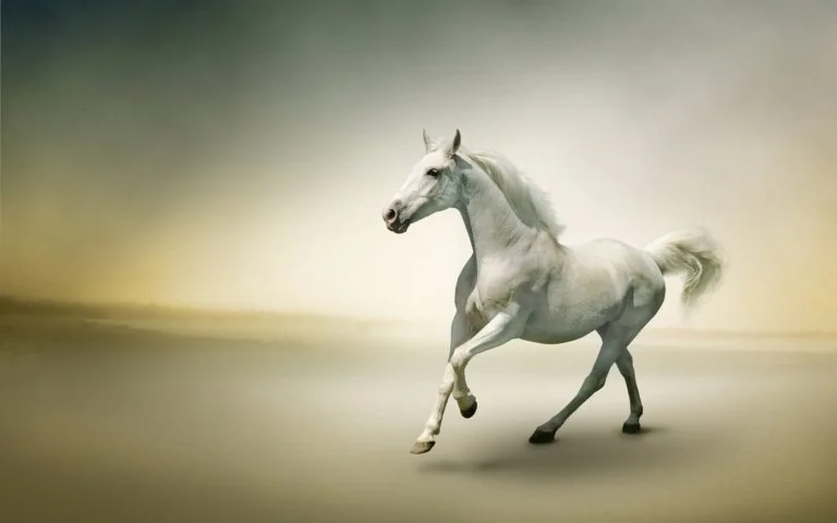 50+ Horse Screensavers and Wallpaper