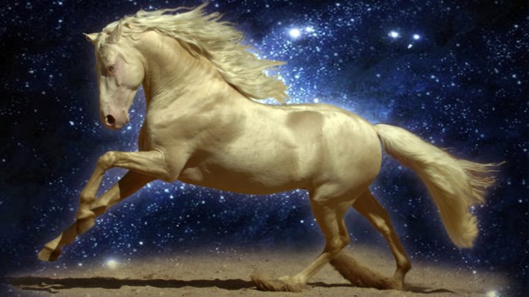 50+ Horse Screensavers and Wallpaper