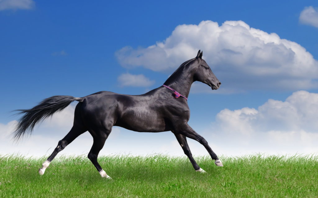 50+ Horse Screensavers and Wallpaper