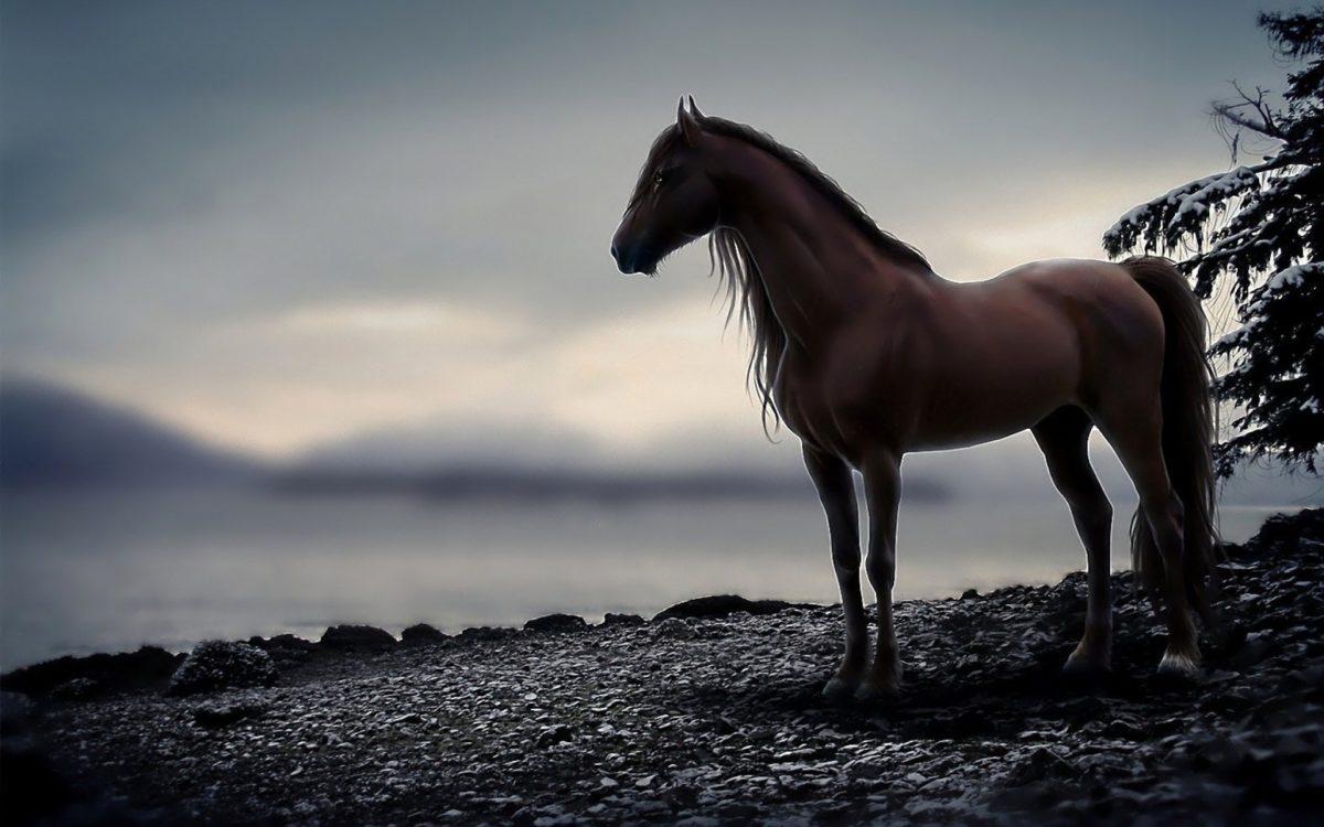 50+ Horse Screensavers and Wallpaper