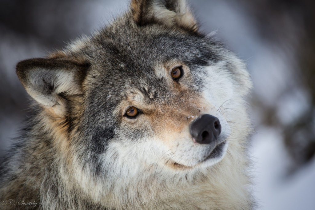 113+ Cool Wolf