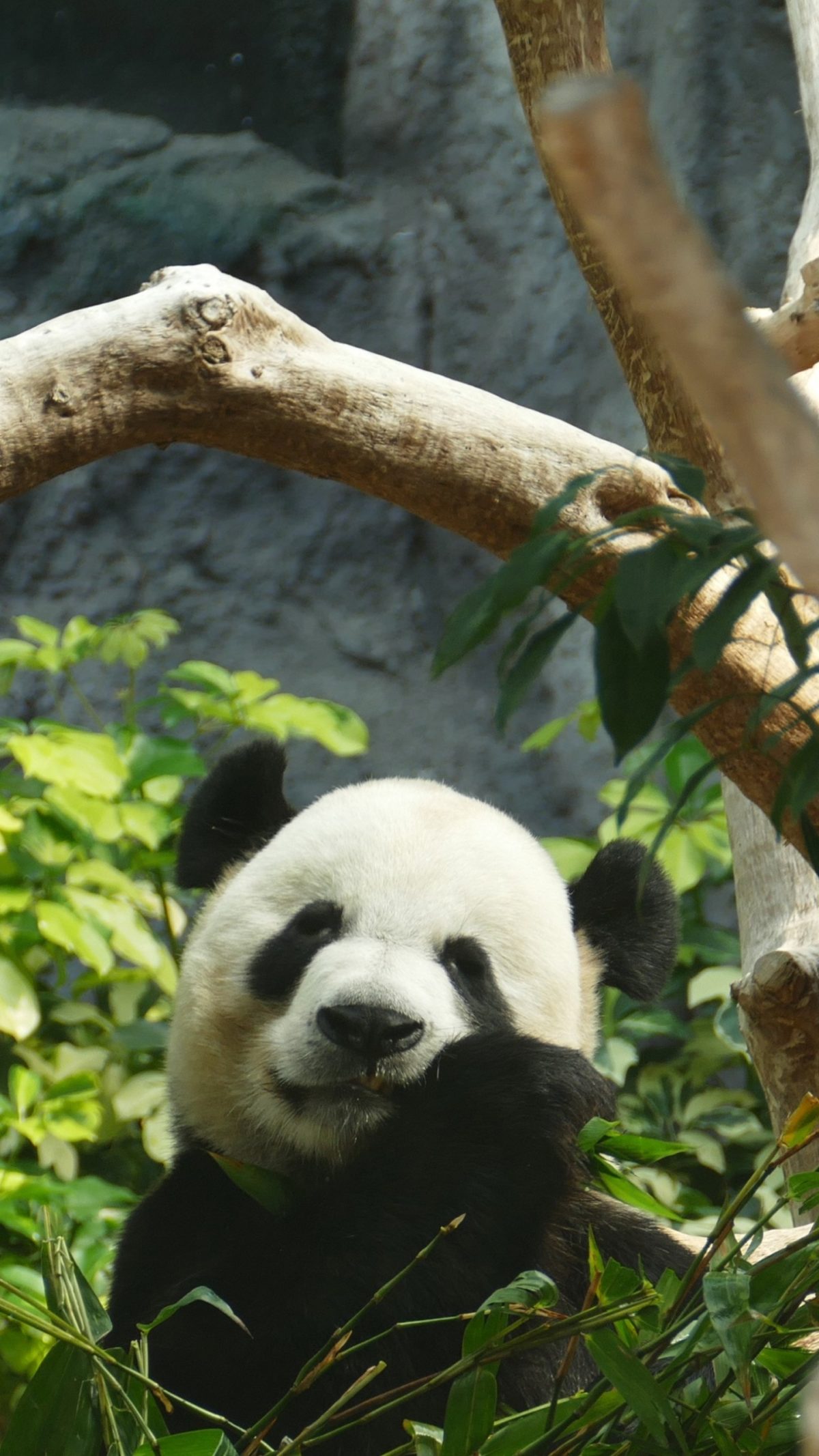 Preview wallpaper panda, bamboo, wood 1440×2560