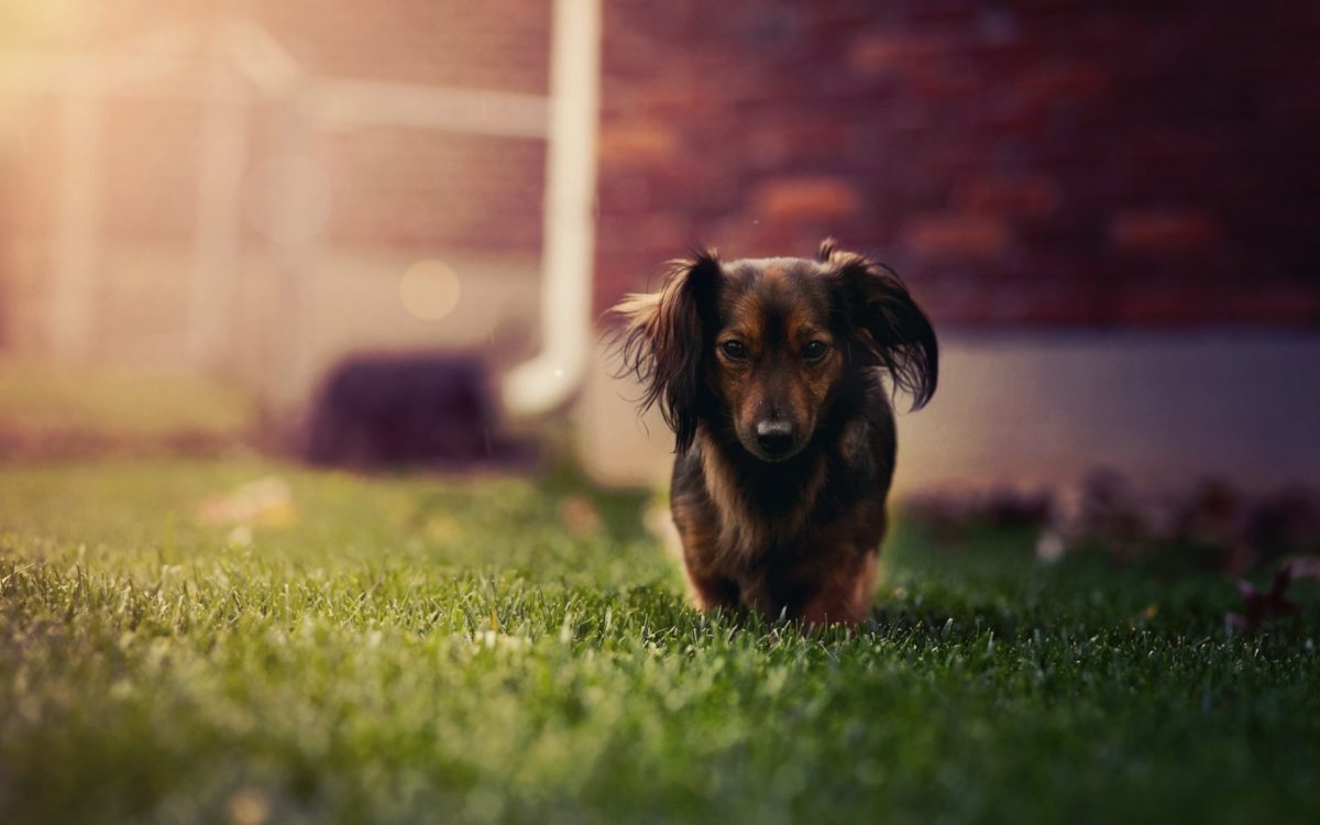 25+ Dachshund Wallpaper for Computer