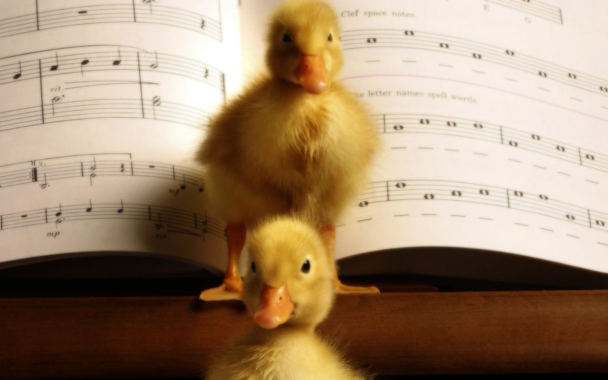 Birds animals ducks duckling musical musical notes baby birds wallpaper ...