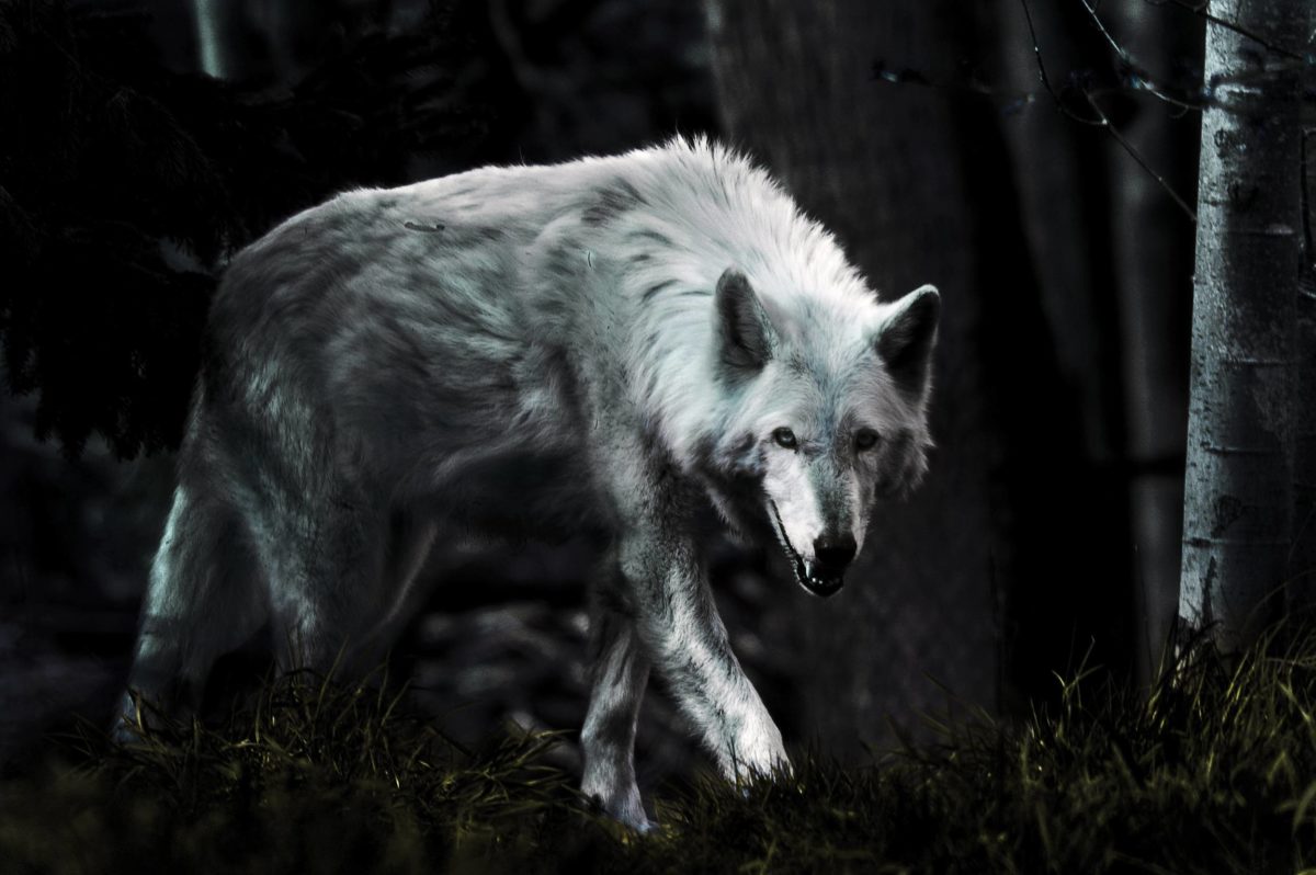 60+ Wolves Screensavers and Wallpaper