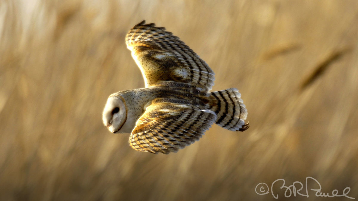 23+ Barn Owl