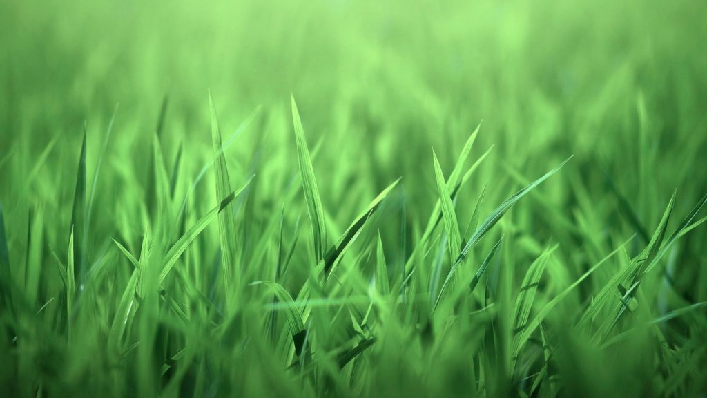 56+ Green Wallpaper 1920×1080