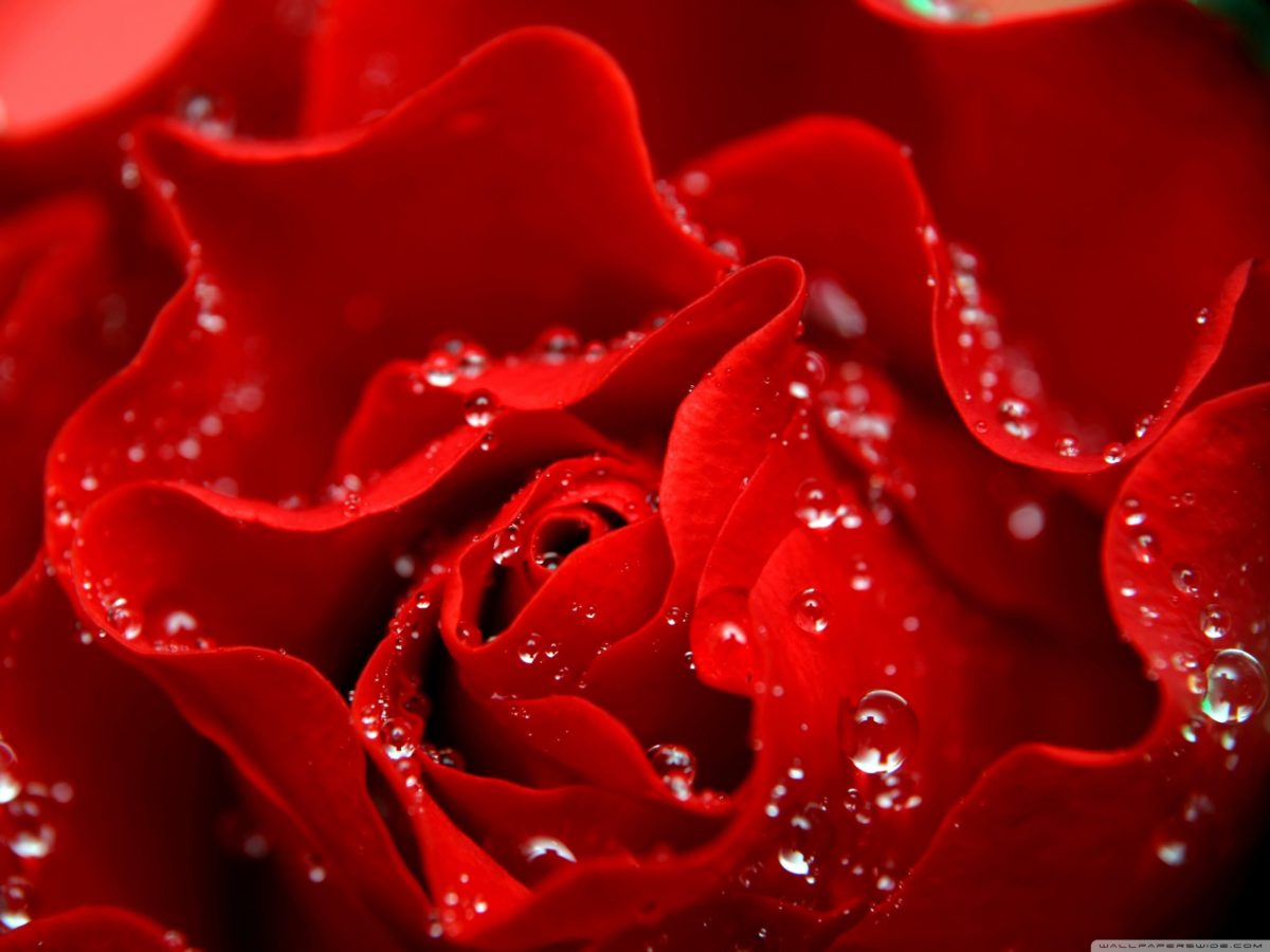 140+ Red Rose