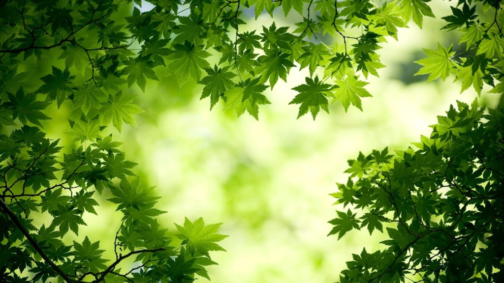 61+ Green Color