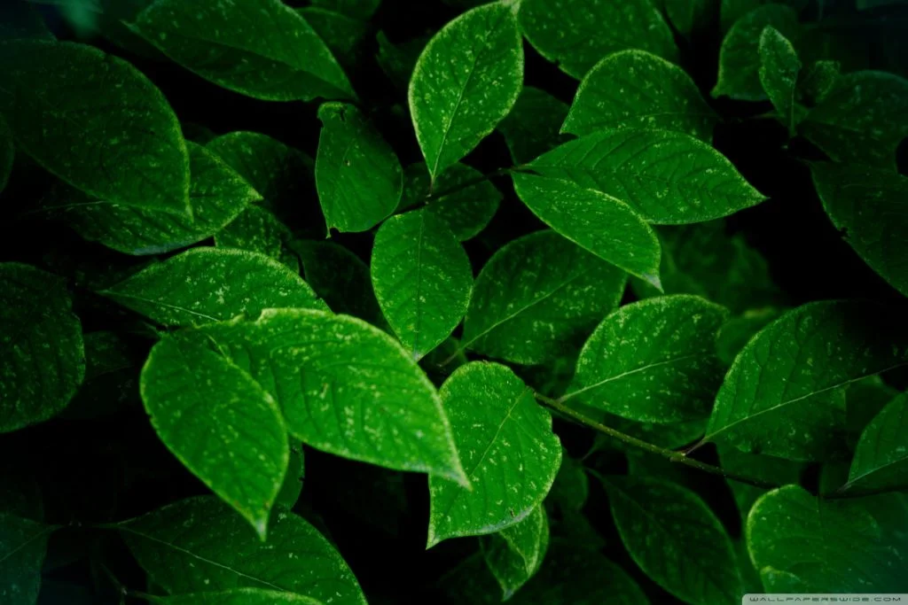 59+ Dark Green Wallpaper HD
