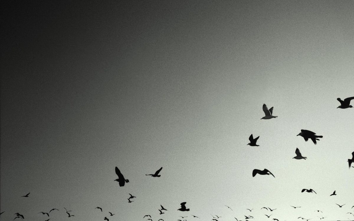 Birds crows grey wallpaper backgrounds HD