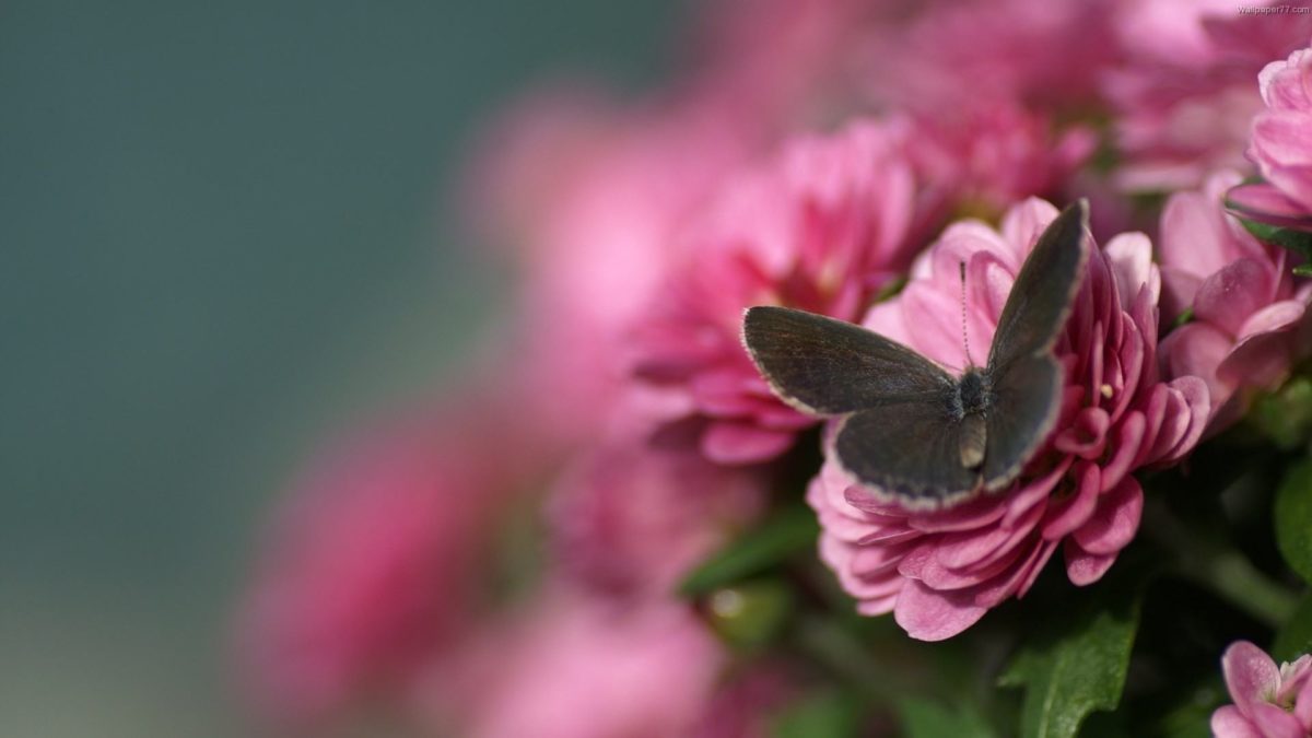 47+ Pink Desktop Wallpaper themes