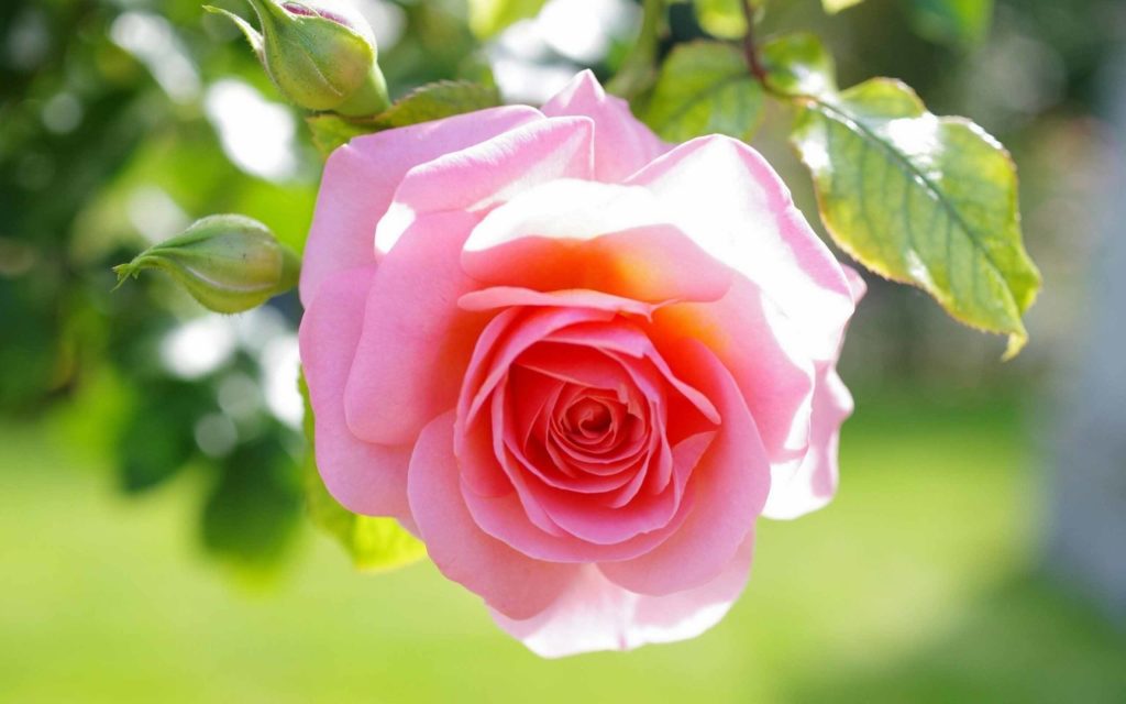 47+ Pink Desktop Wallpaper themes