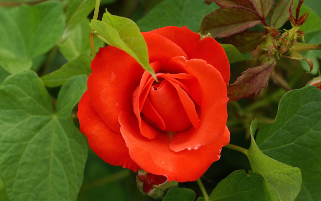 Red orange rose