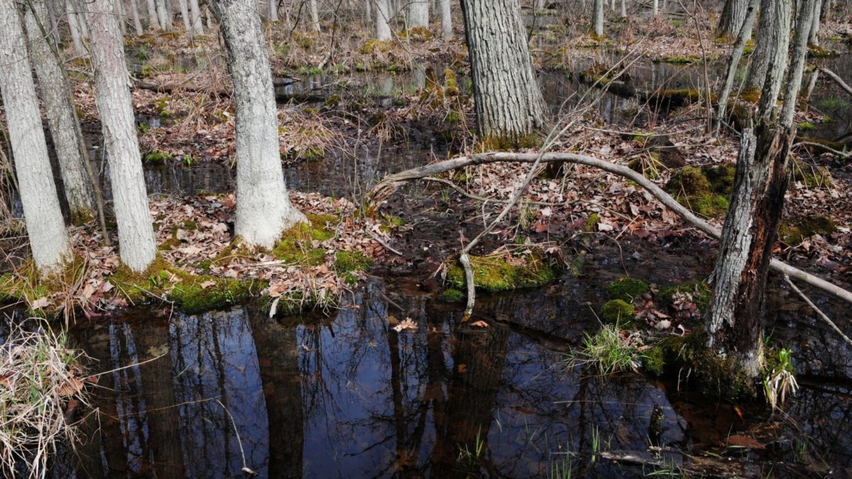 Free screensaver wallpapers for swamp
