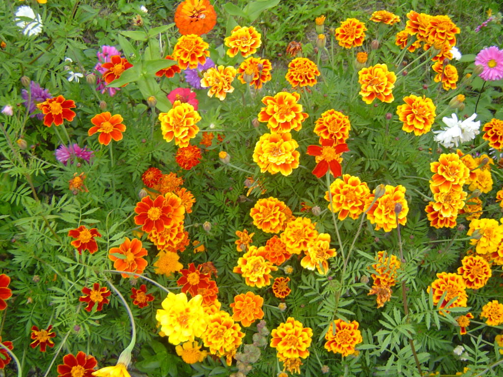 46+ Fall Flowers