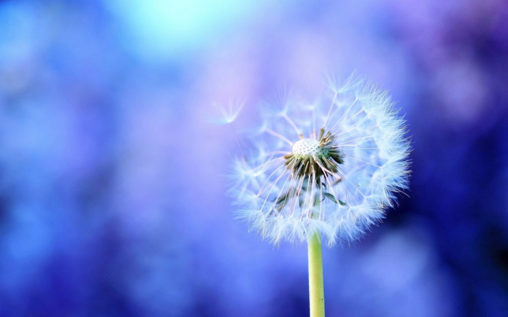 Blowing Dandelion Tumblr