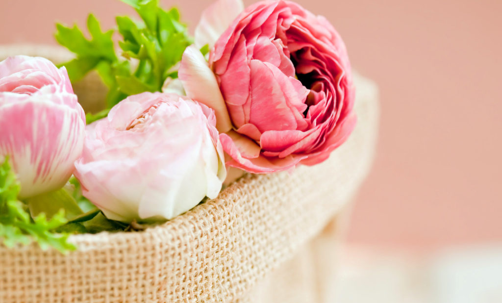 56+ Peonies Wallpaper Desktop